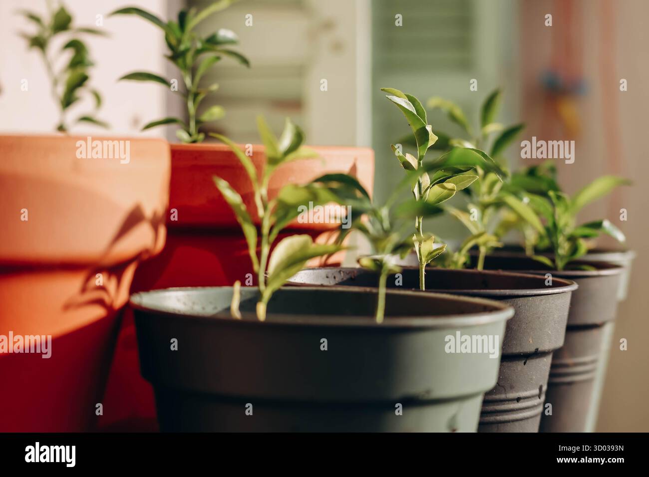 Tangerine tree sprouts in pots in the sun Stock Photo - Alamy