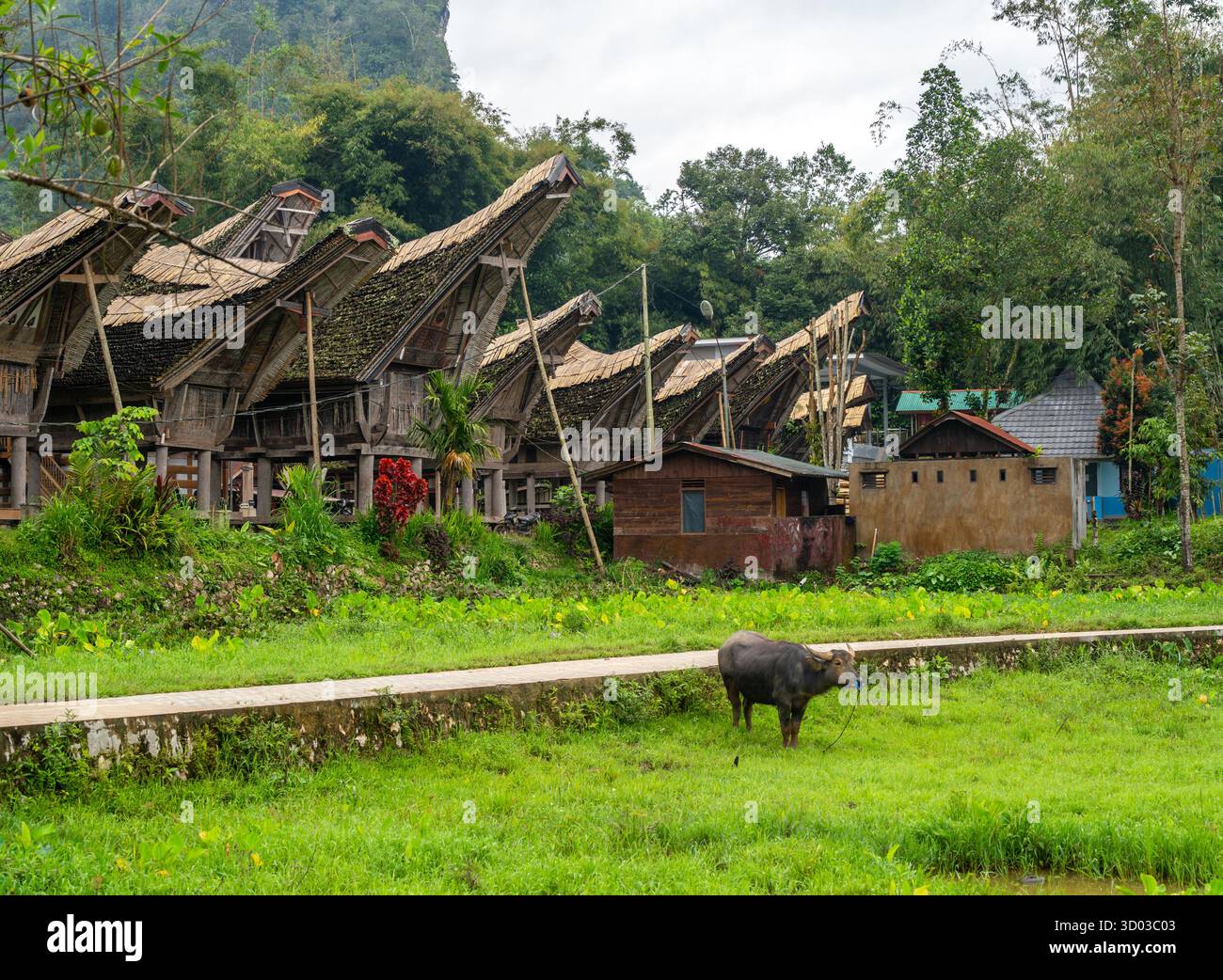 A buffalo stands near rice fields in front of a village of traditional ...