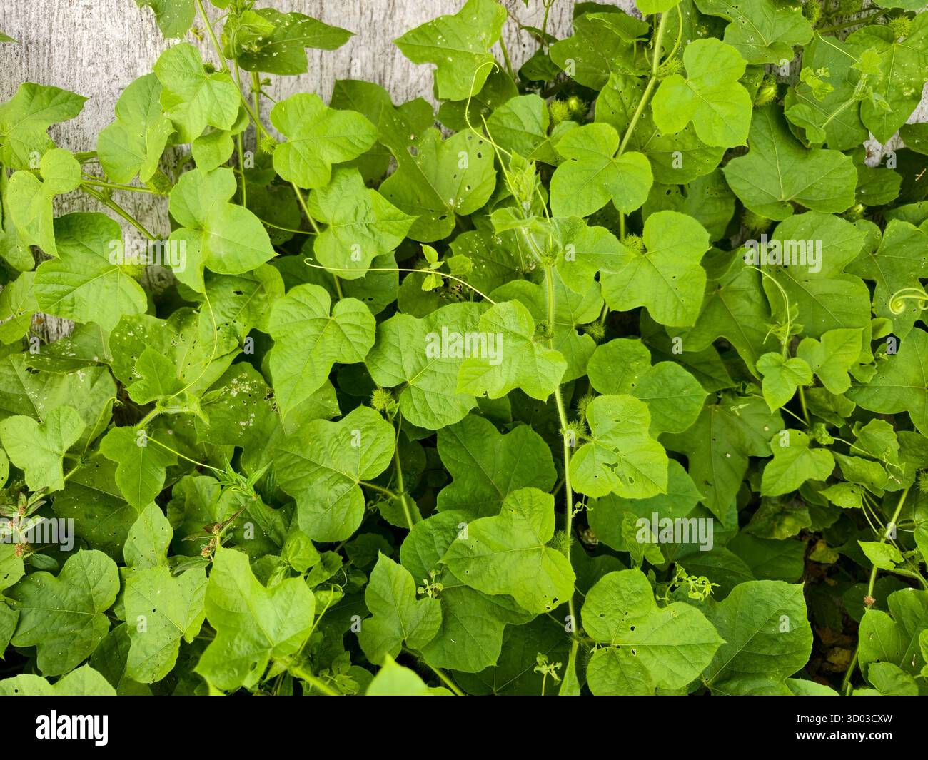 Kudzu hi-res stock photography and images - Alamy