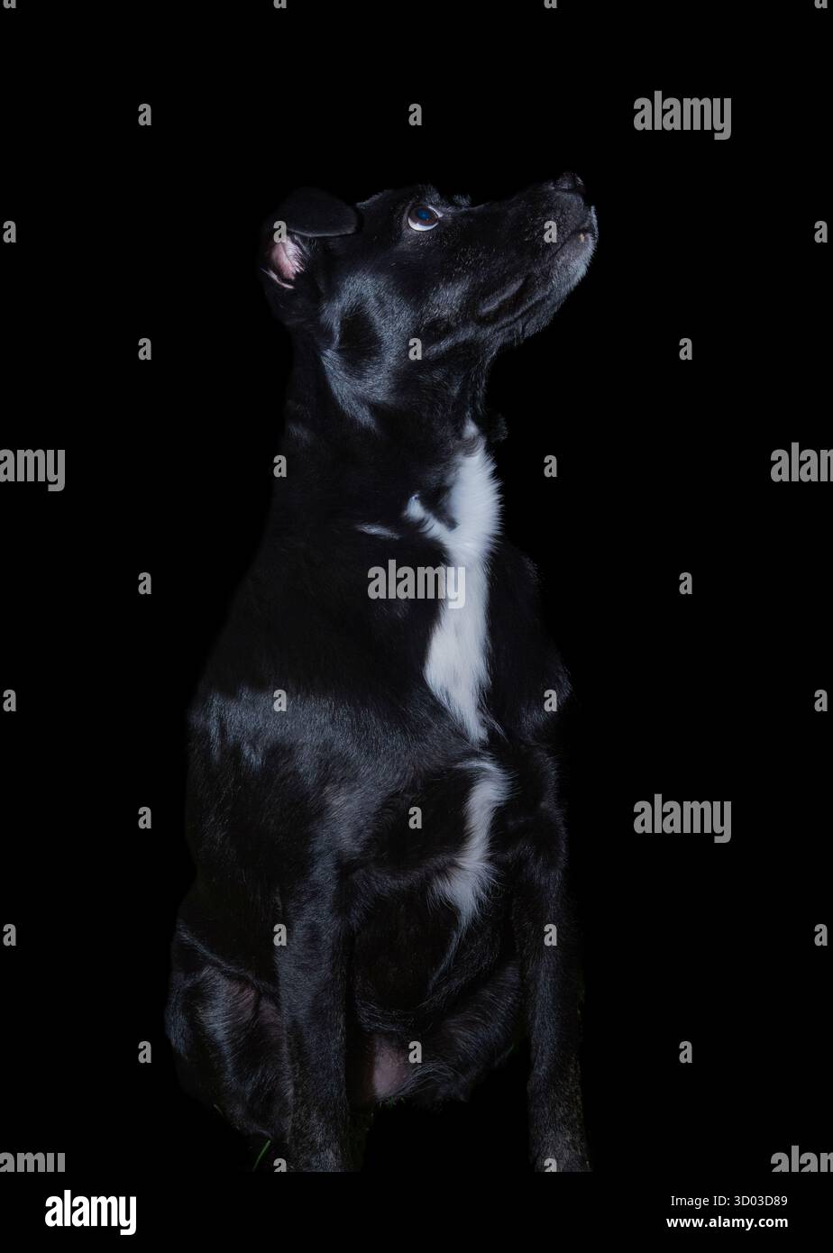 The image shows a black dog with white markings on its chest, sitting ...
