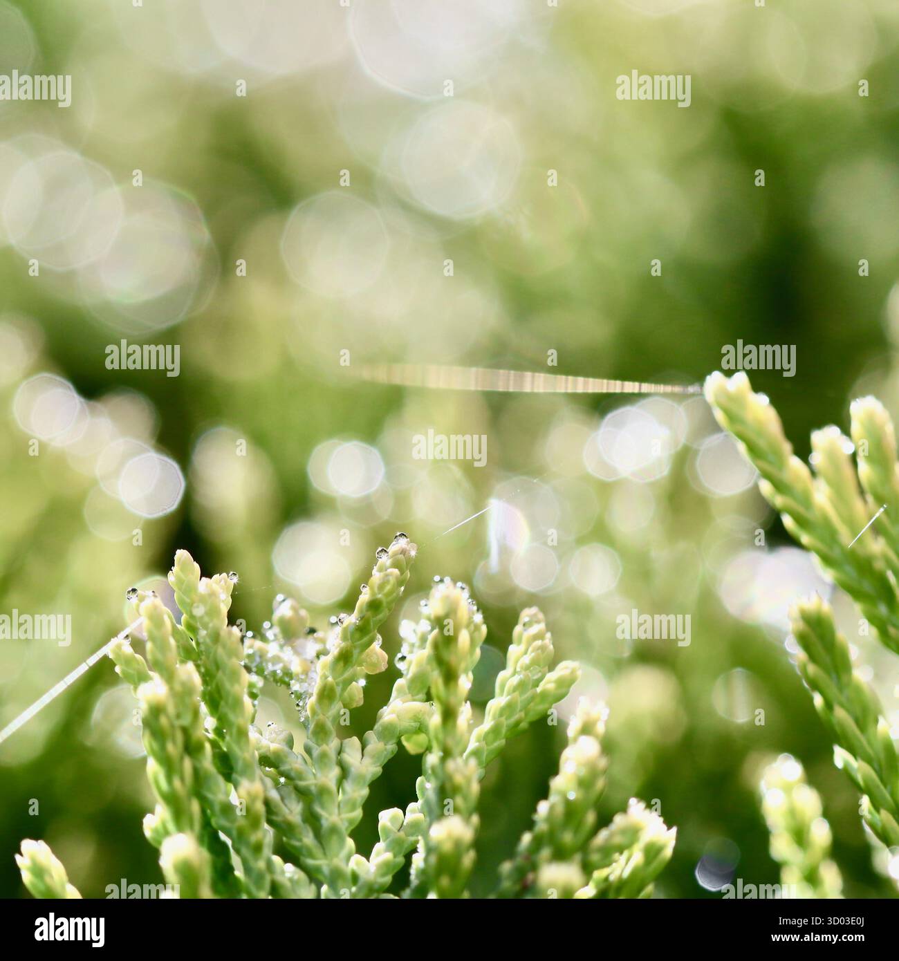 Evergreen strand detail hi-res stock photography and images - Alamy