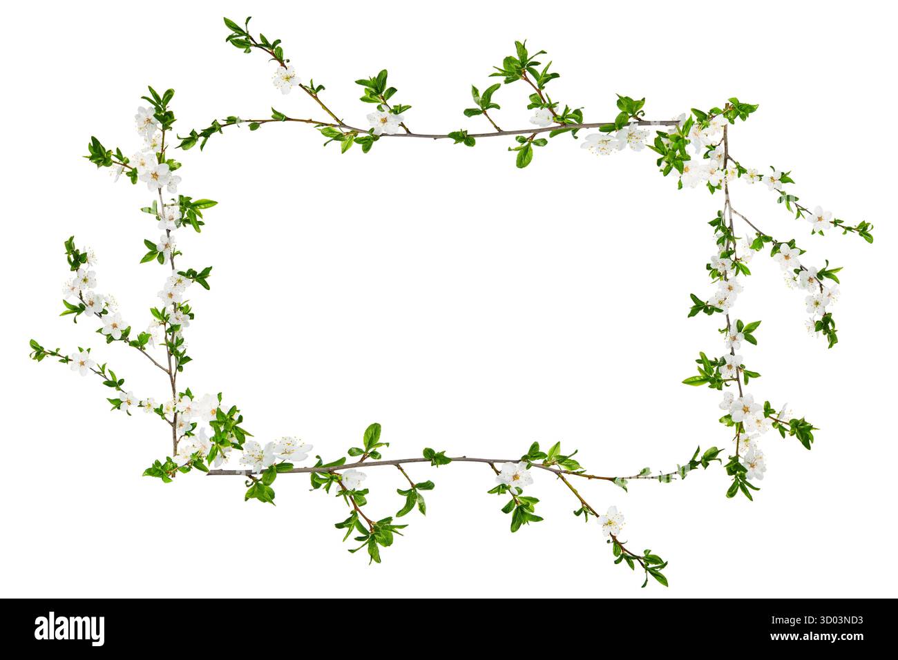 Post blooming Cut Out Stock Images & Pictures - Alamy