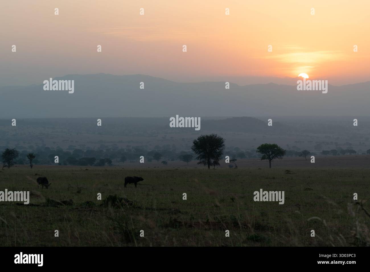 Evening light across the wide plains of Kidepo Valley National Park ...