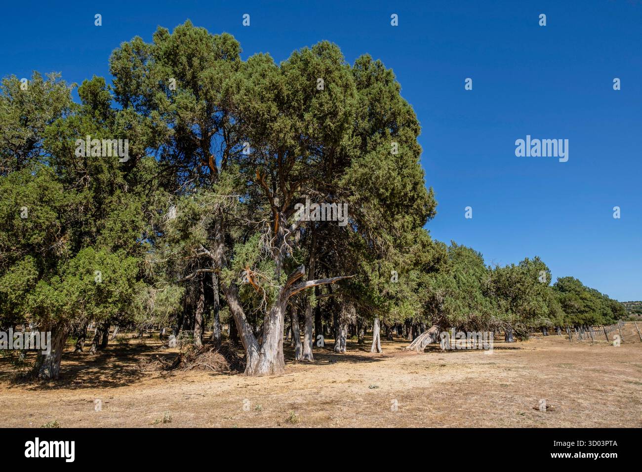 Five-leaf juniper (Juniperus thurifera), listed monumental tree ...