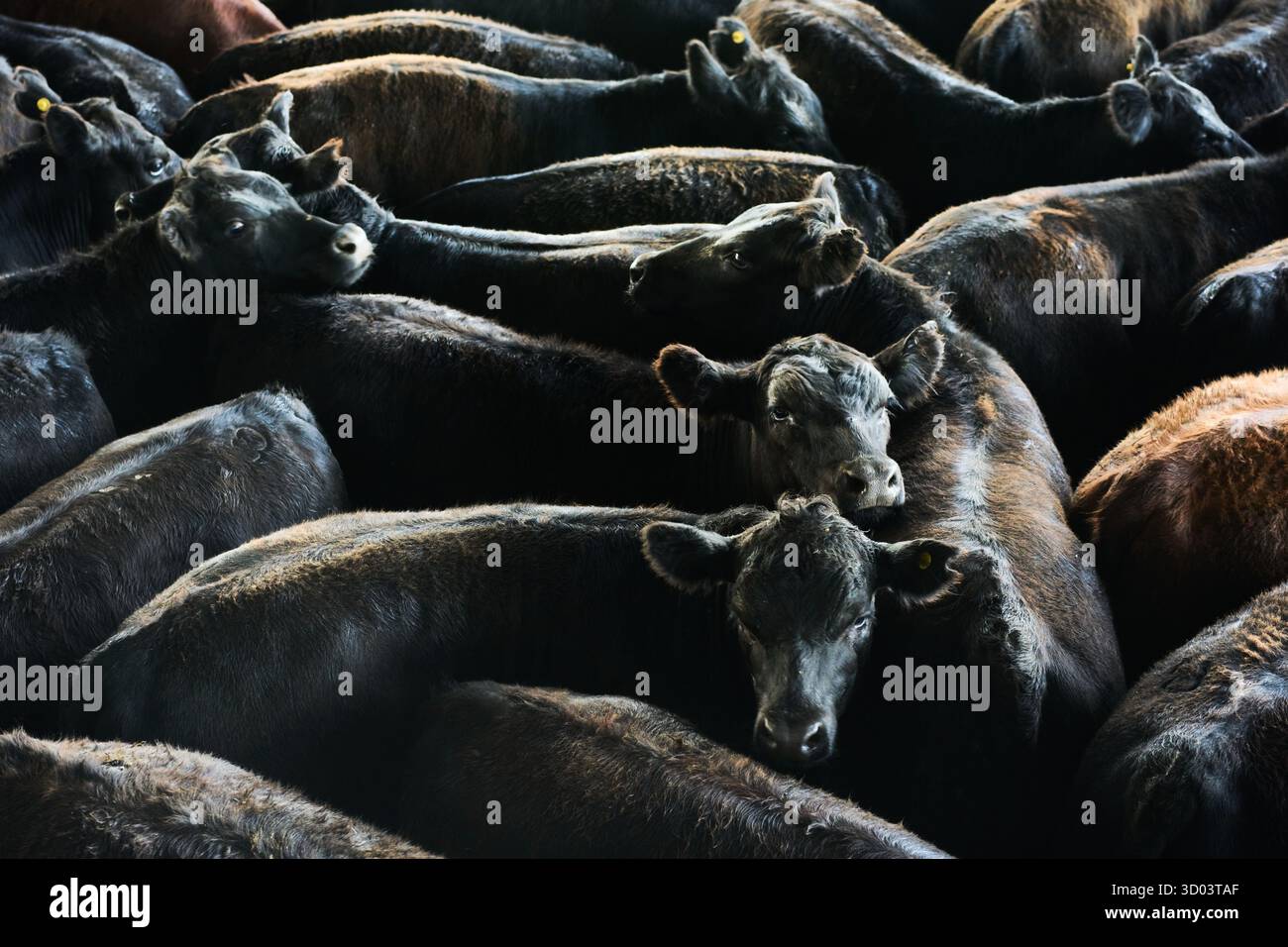 Beef cattle stand in pens at the livestock market in Canuelas ...