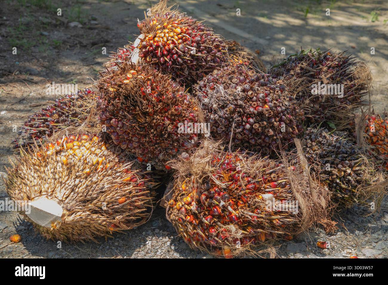 closeup big heap of ripe palm oil fruits ready for sending for ...