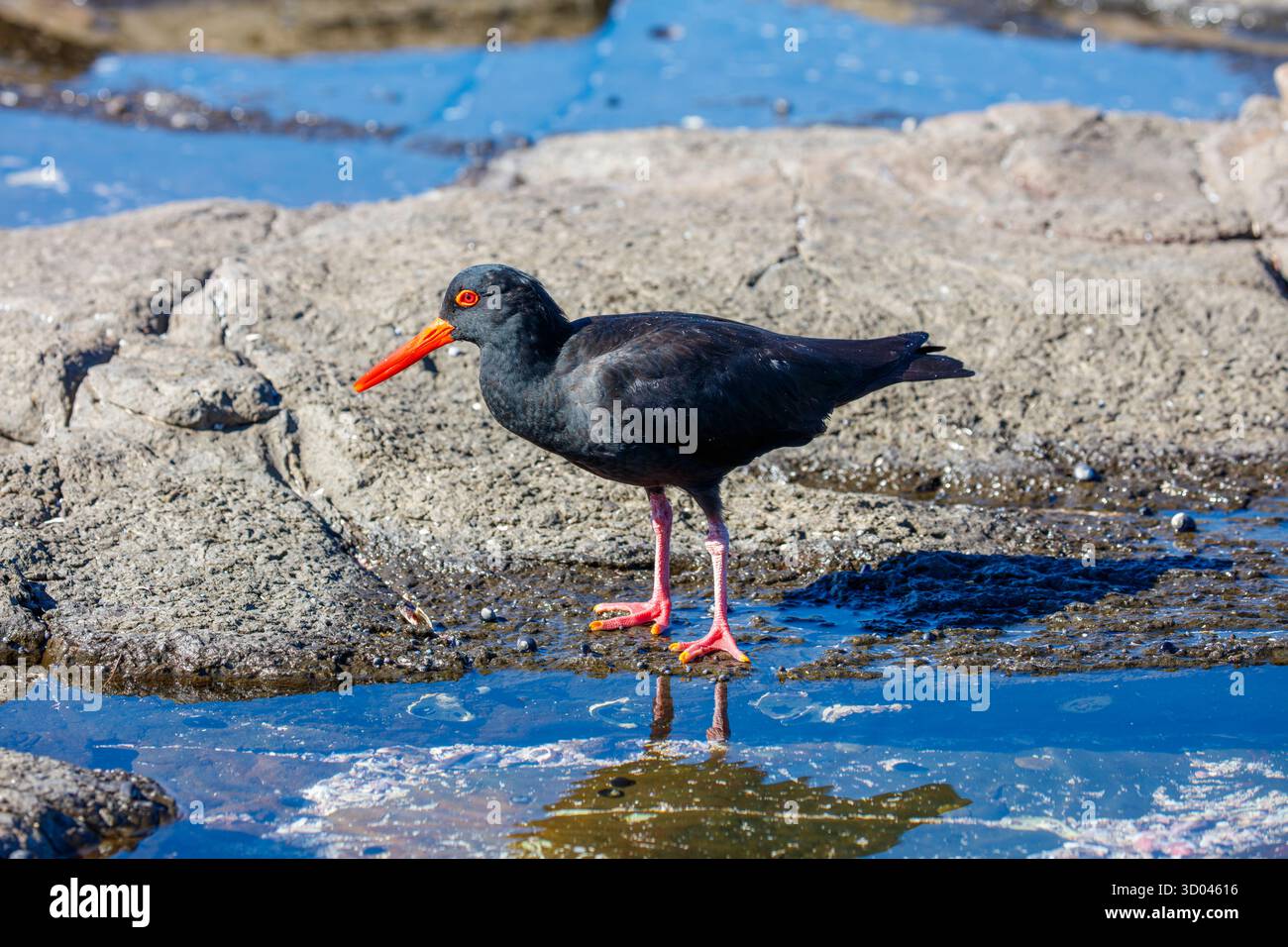 Photograph of a Sooty Oystercatcher bird searching for food amongst ...