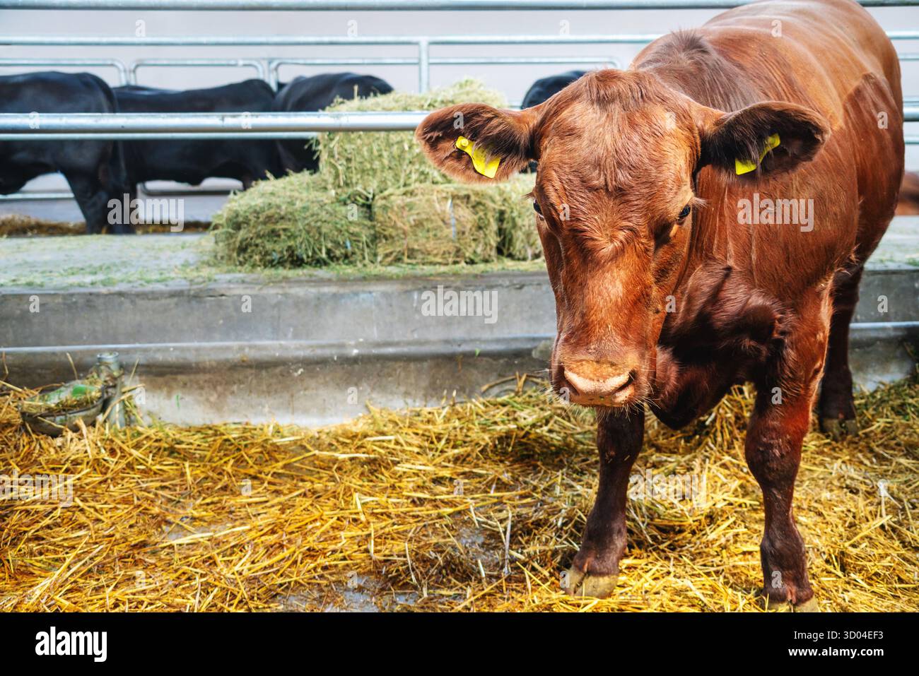Jersey cow standing inside barn at livestock farm Stock Photo - Alamy