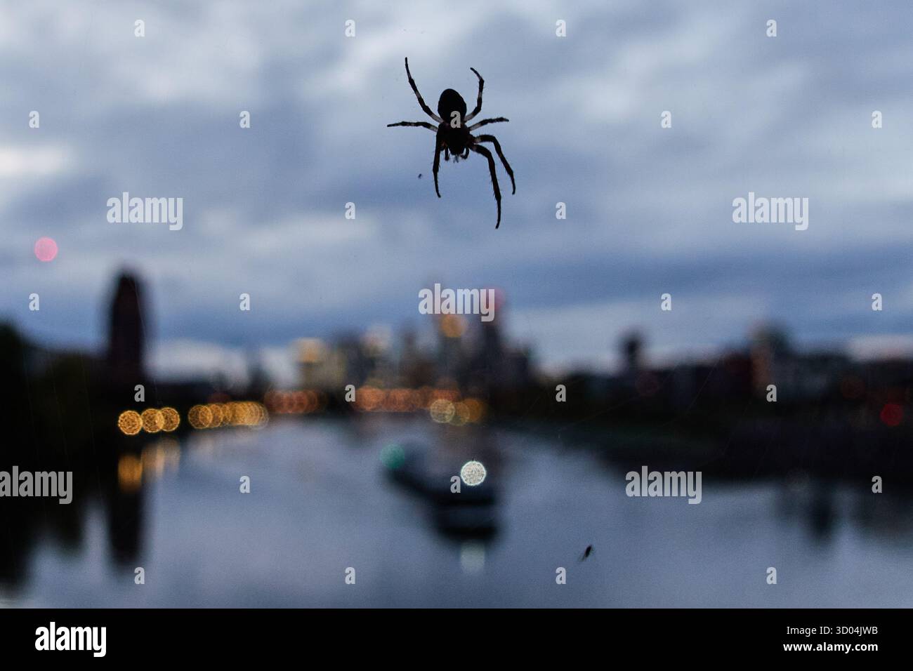 A spider hangs down from the railing of a bridge in Frankfurt, Germany ...