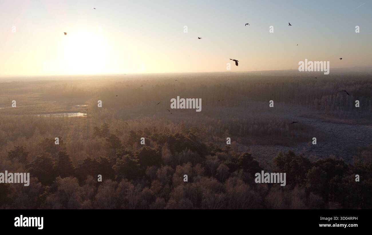 Aerial view of sunrise over a frosty Swedish moorland with birds flying ...