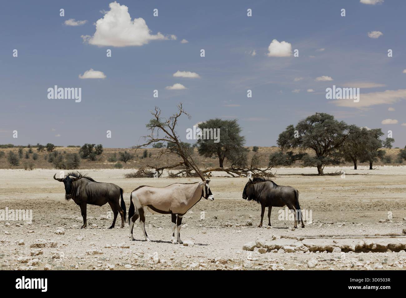 Skeleton of gemsbok hi-res stock photography and images - Alamy