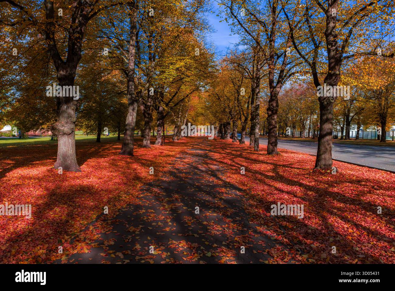 Tree lined avenue in peak autumn color in a Riga central park Stock ...