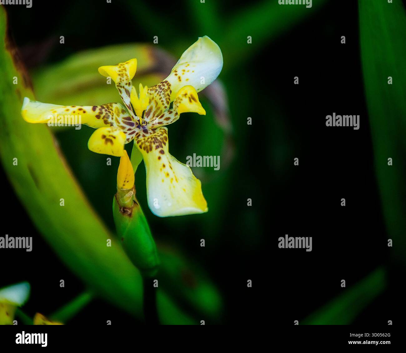 Apostle flower hi-res stock photography and images - Alamy