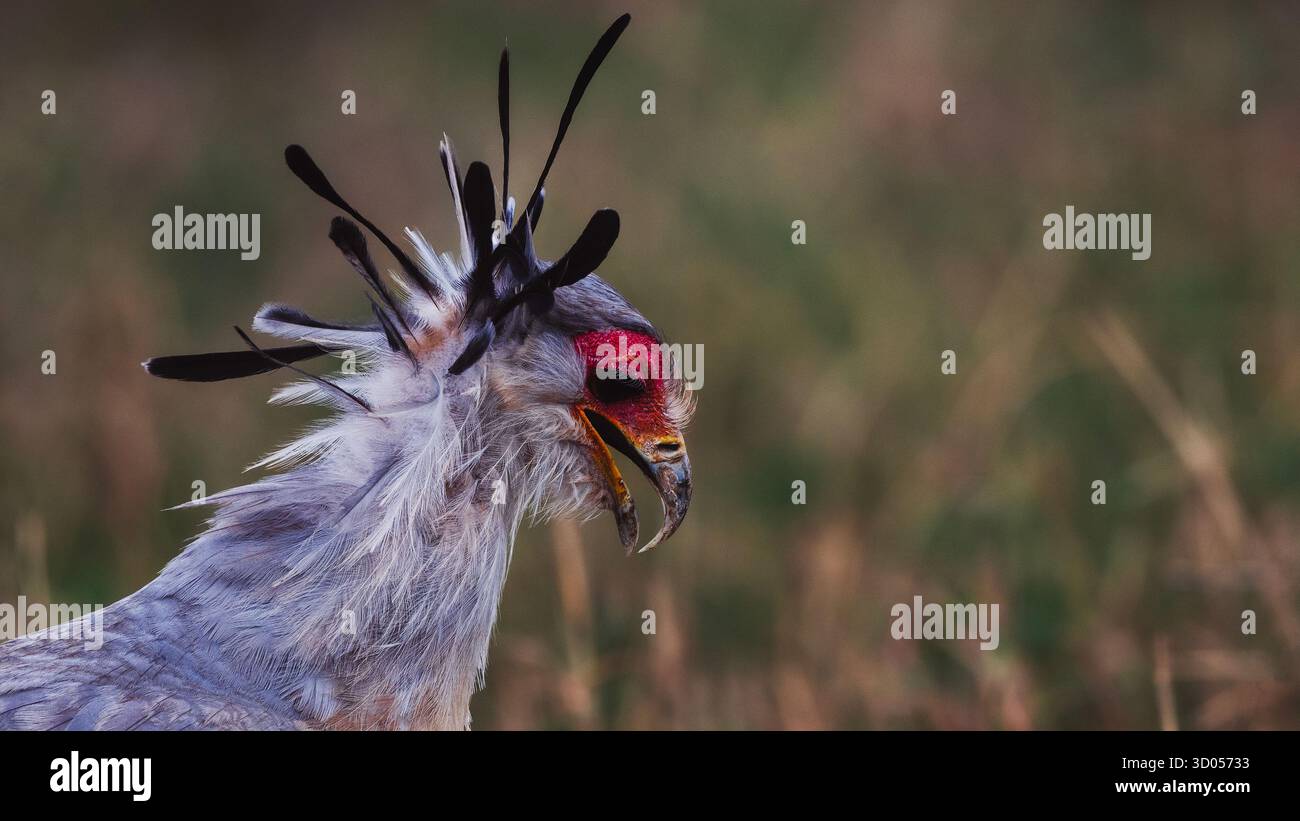 Images of East African birds, from Tanzania and Kenya, in natural ...