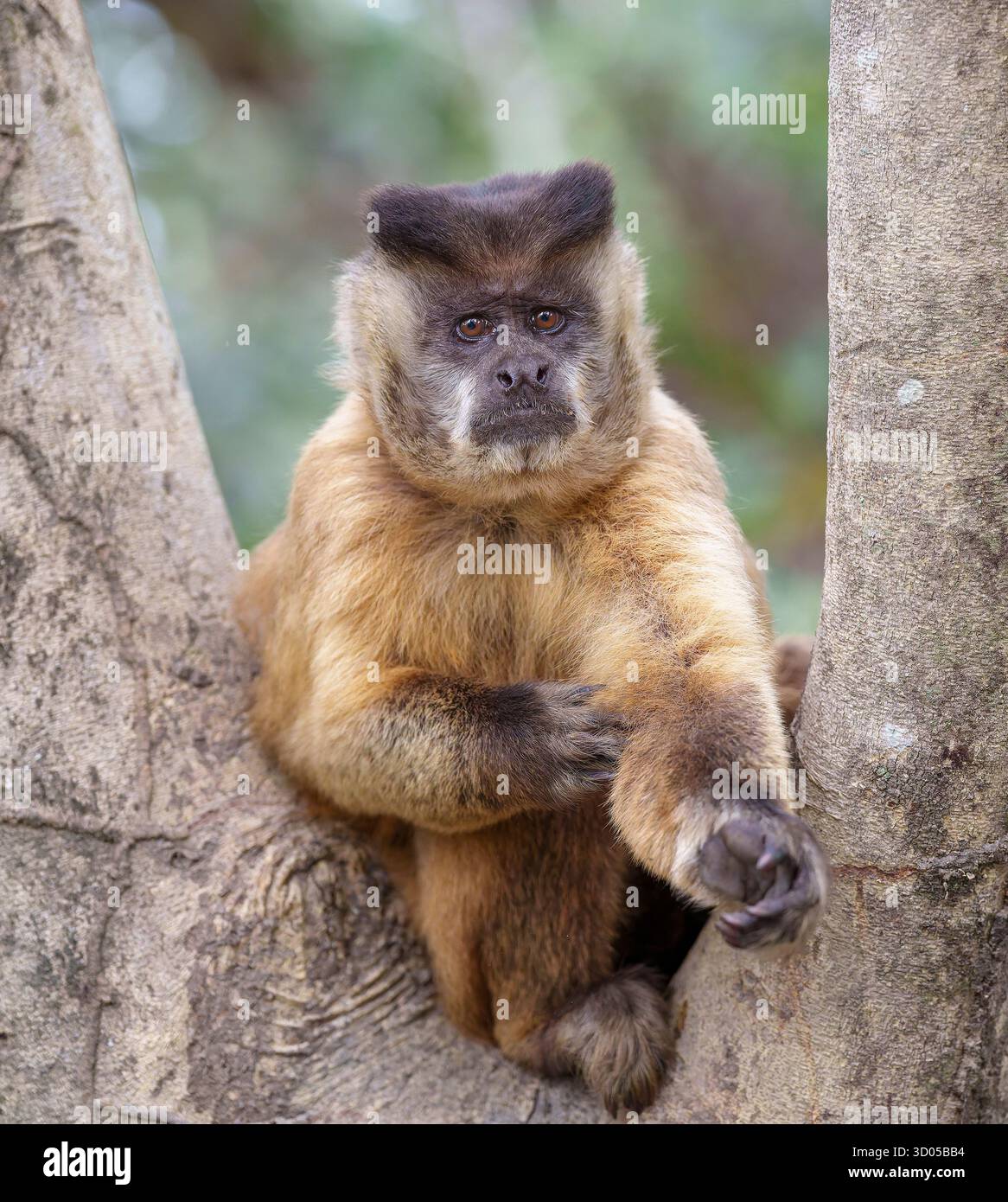 Capuchin monkey tool hi-res stock photography and images - Alamy
