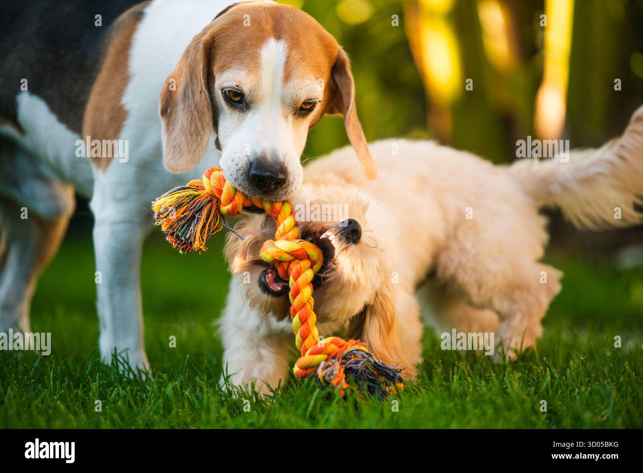 Beagle and Maltipoo Puppy in Tug-of-War Battle Stock Photo - Alamy