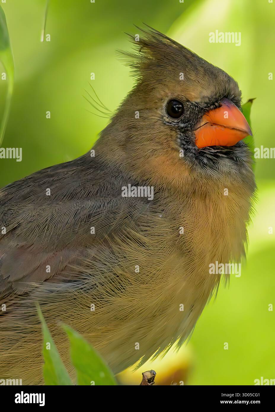 Close up northern cardinal hi-res stock photography and images - Alamy