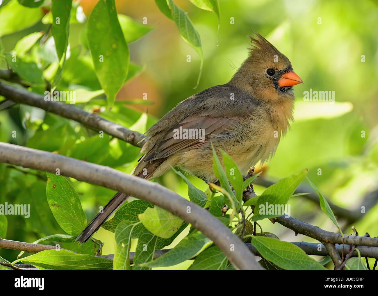 Female Northern Cardinal ruffling its feathers Stock Photo - Alamy
