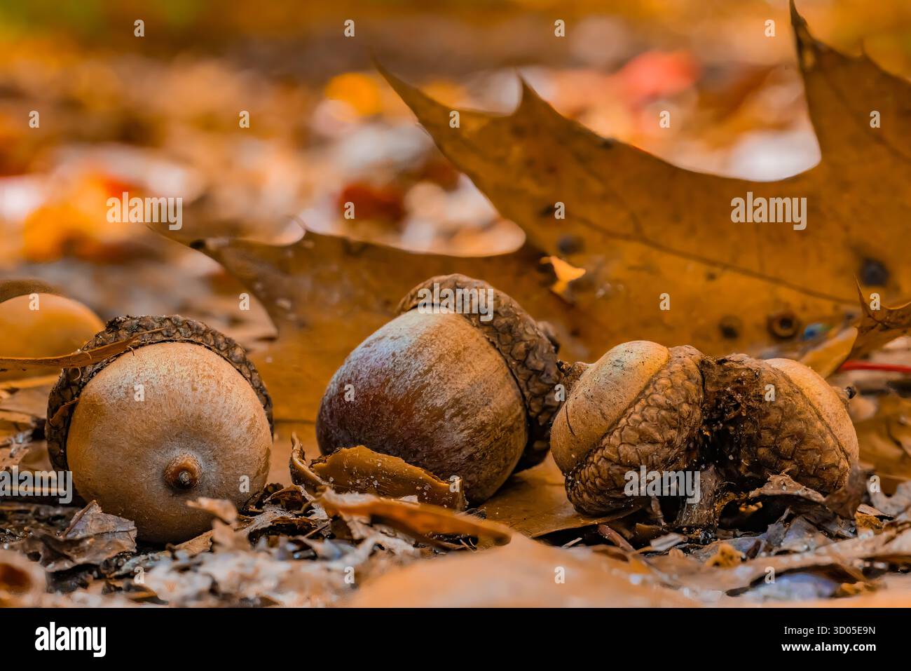 Northern Red Oak, Quercus rubra, acorns in October, Sylvan Solace ...