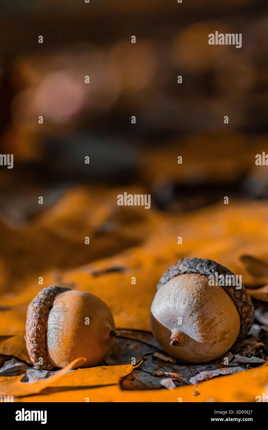 Northern Red Oak, Quercus rubra, acorns in October, Sylvan Solace ...