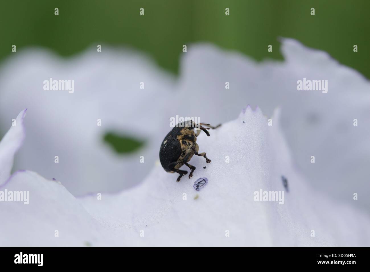 Cute Iris weevil (Mononychus punctumalbum) on a petal of its favorite ...