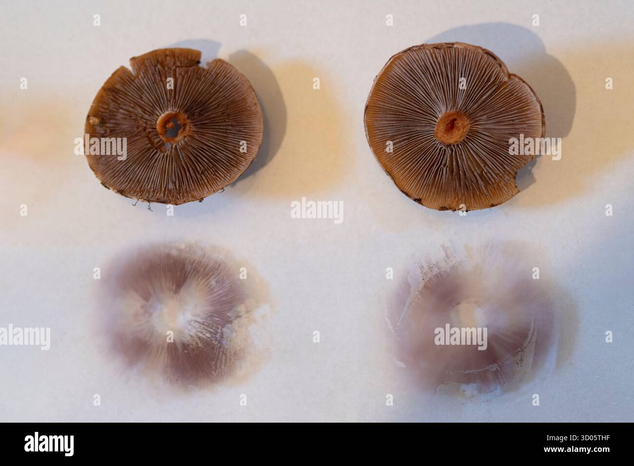 Spore Prints Are Made by Leaving a Mushroom Cap Stock Photo - Alamy