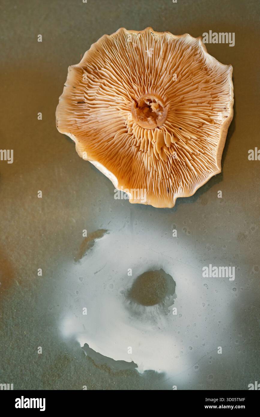 Spore Prints Are Made by Leaving a Mushroom Cap Stock Photo - Alamy