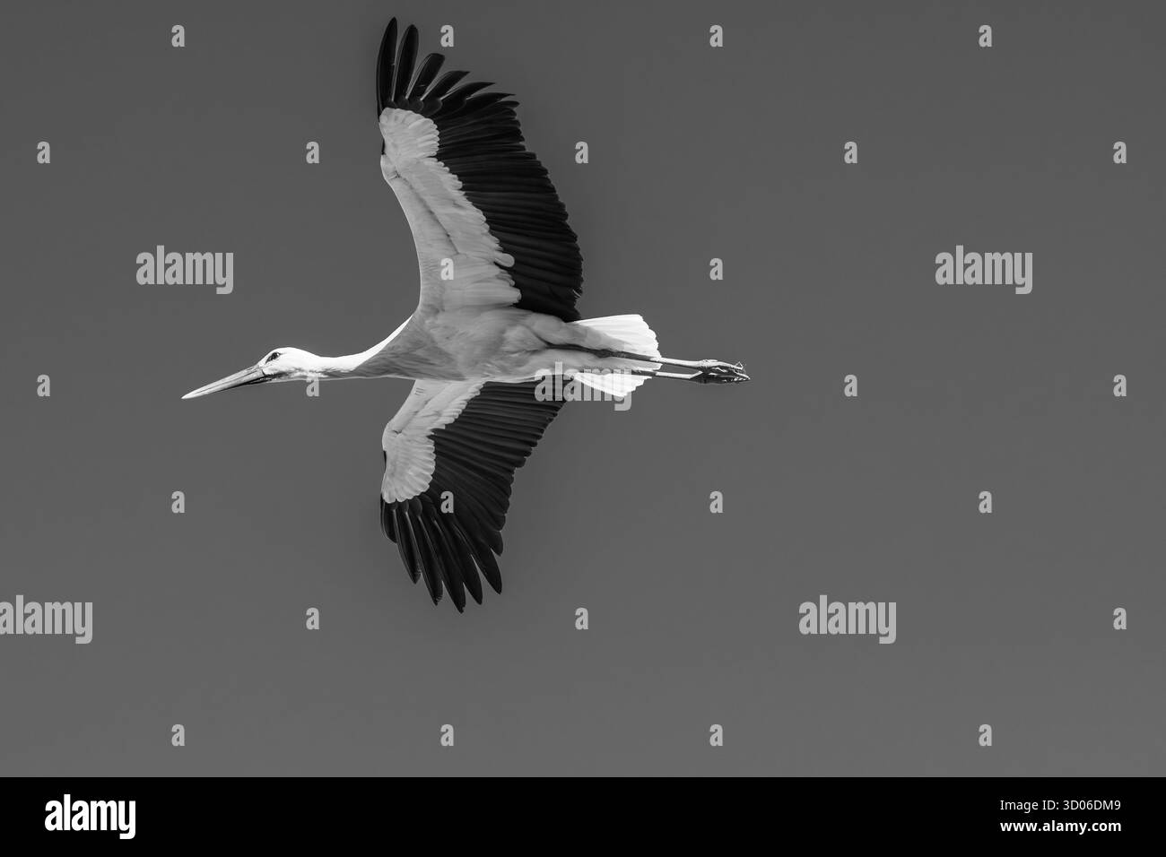 Bird in flight european Black and White Stock Photos & Images - Alamy