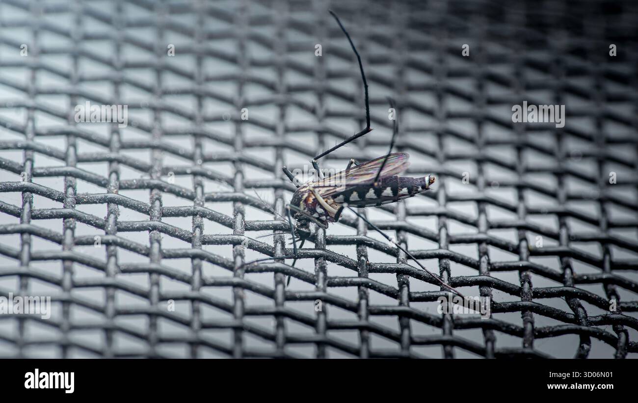 Dead mosquito on dark hi-res stock photography and images - Alamy