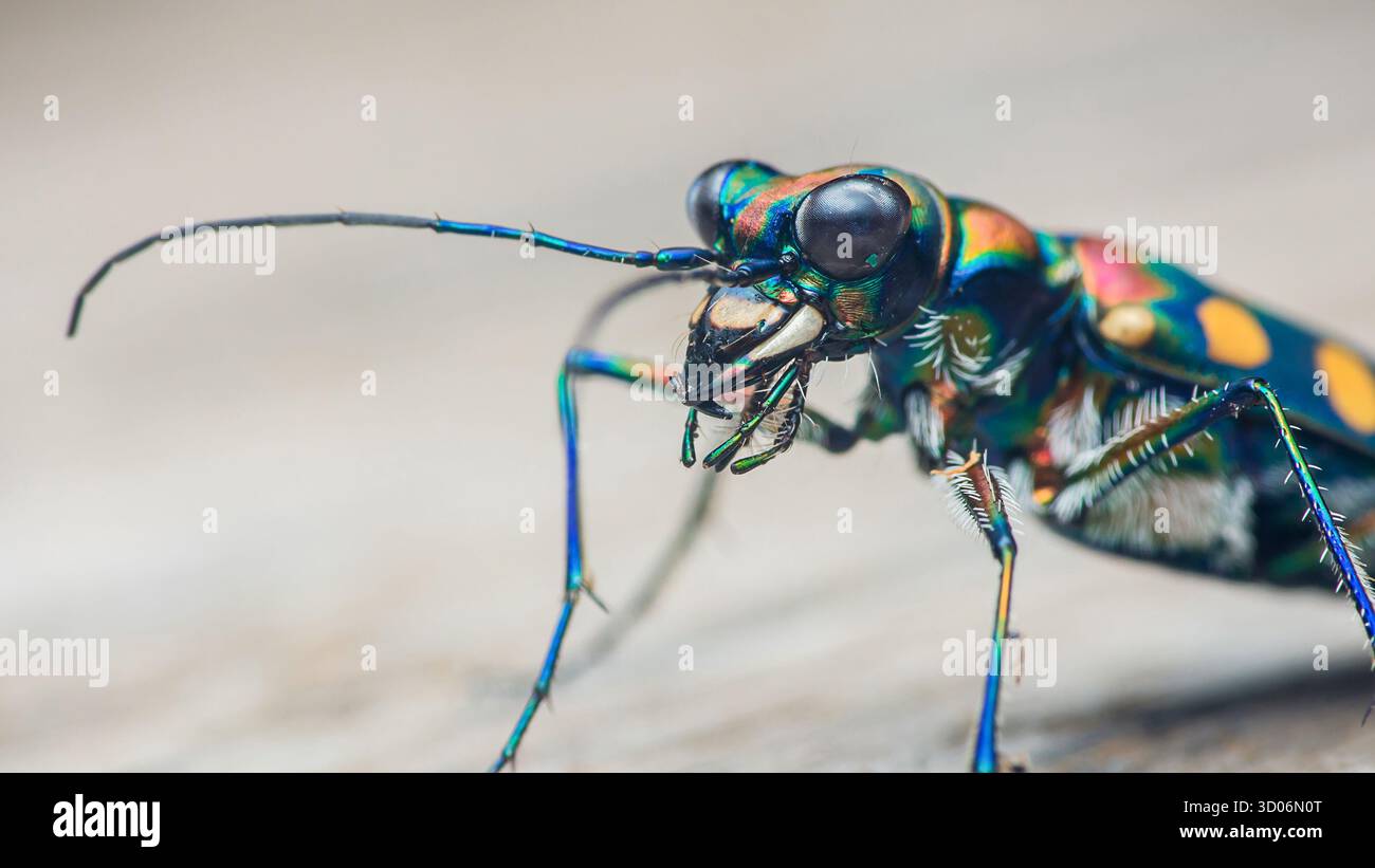 Tiger beetle displaying its striking iridescent exoskeleton with ...