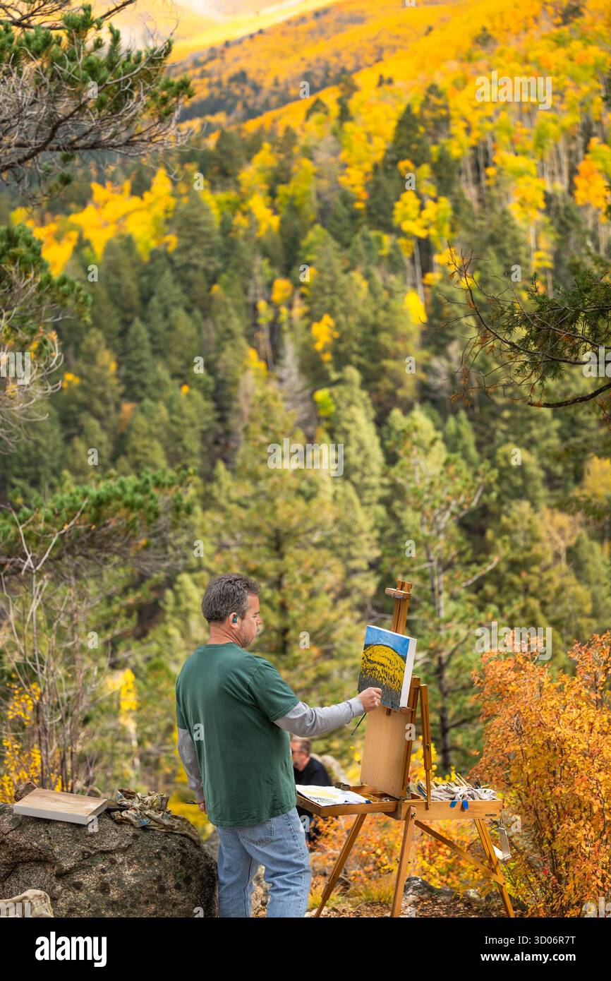 Yellow aspen leaves on mountainside show fall colour and autumn colors ...