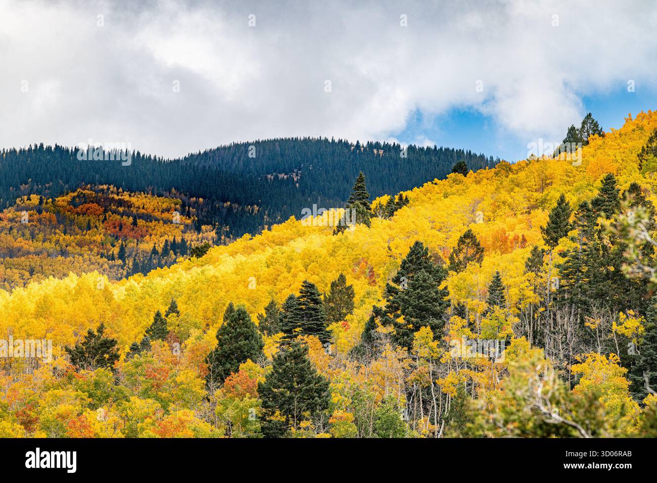 Yellow aspen leaves on mountainside show fall colour and autumn colors ...