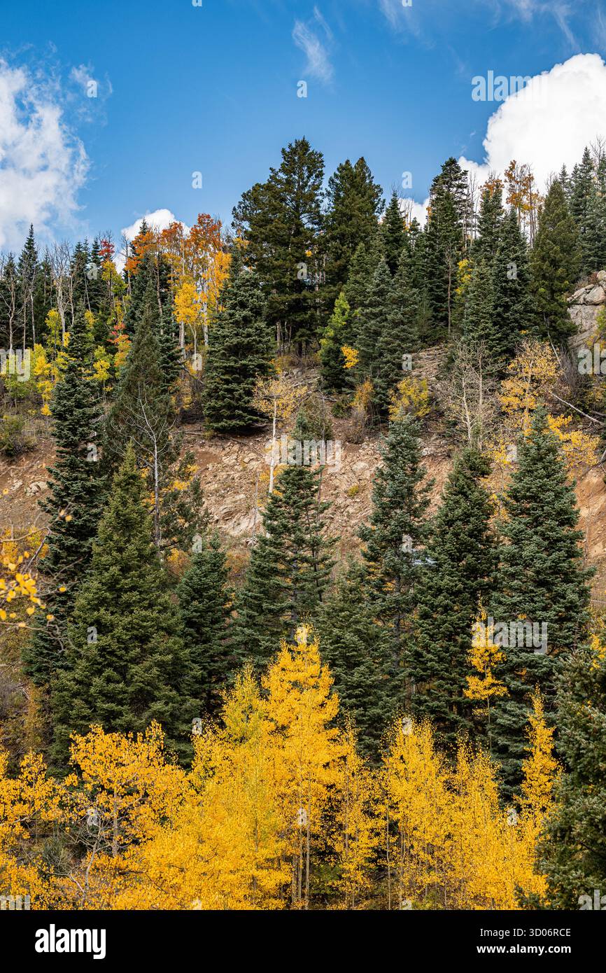 Yellow aspen leaves on mountainside show fall colour and autumn colors ...