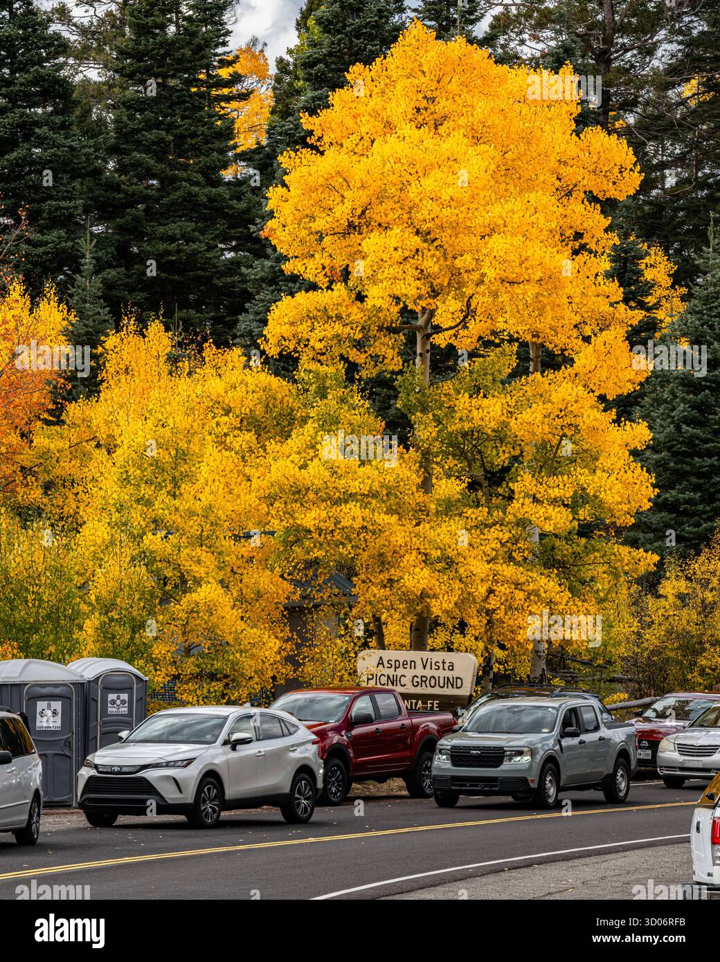 Yellow aspen leaves on mountainside show fall colour and autumn colors ...