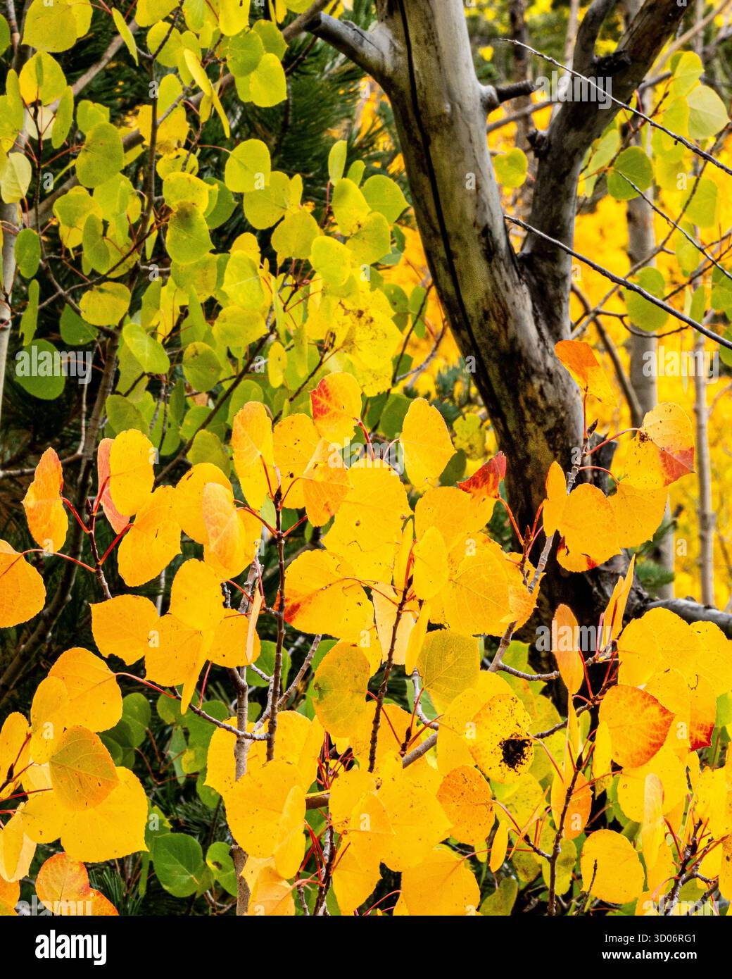 Yellow aspen leaves on mountainside show fall colour and autumn colors ...