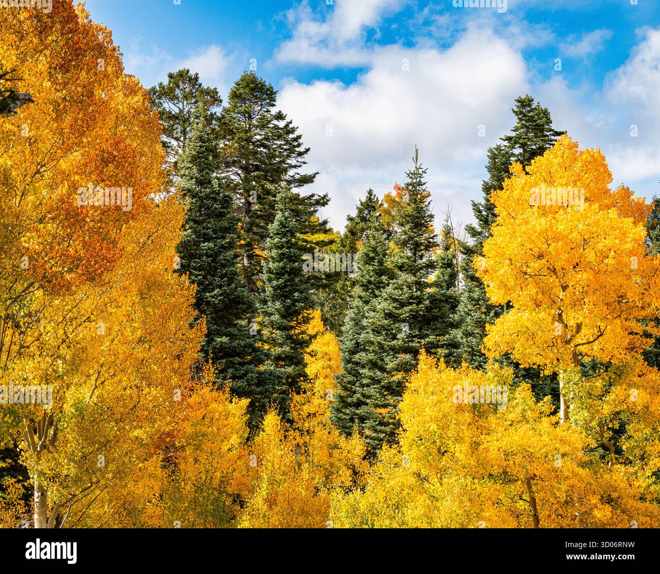 Yellow aspen leaves on mountainside show fall colour and autumn colors ...