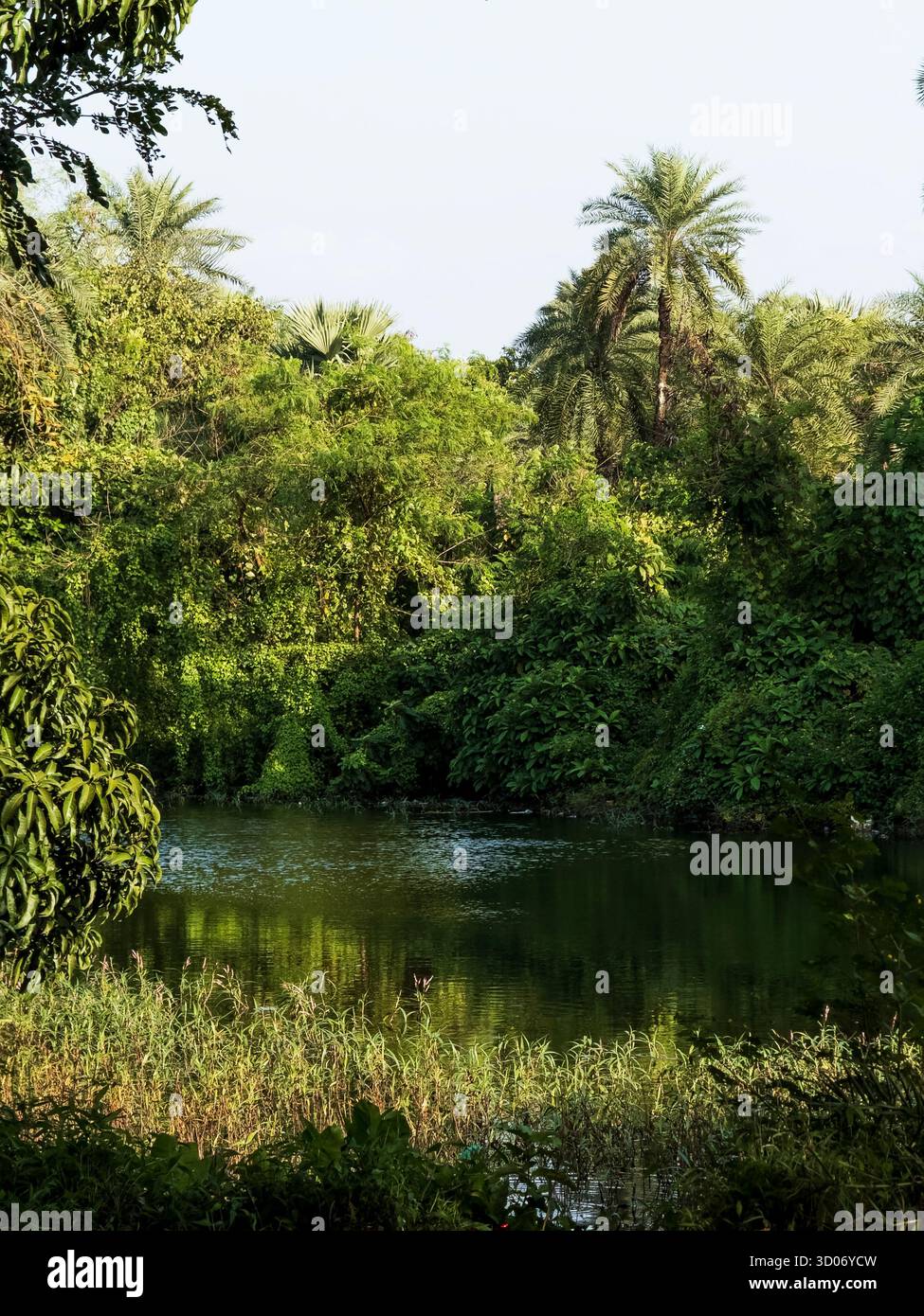 Historic Vasai Fort with stone walls and palm trees under a clear blue ...