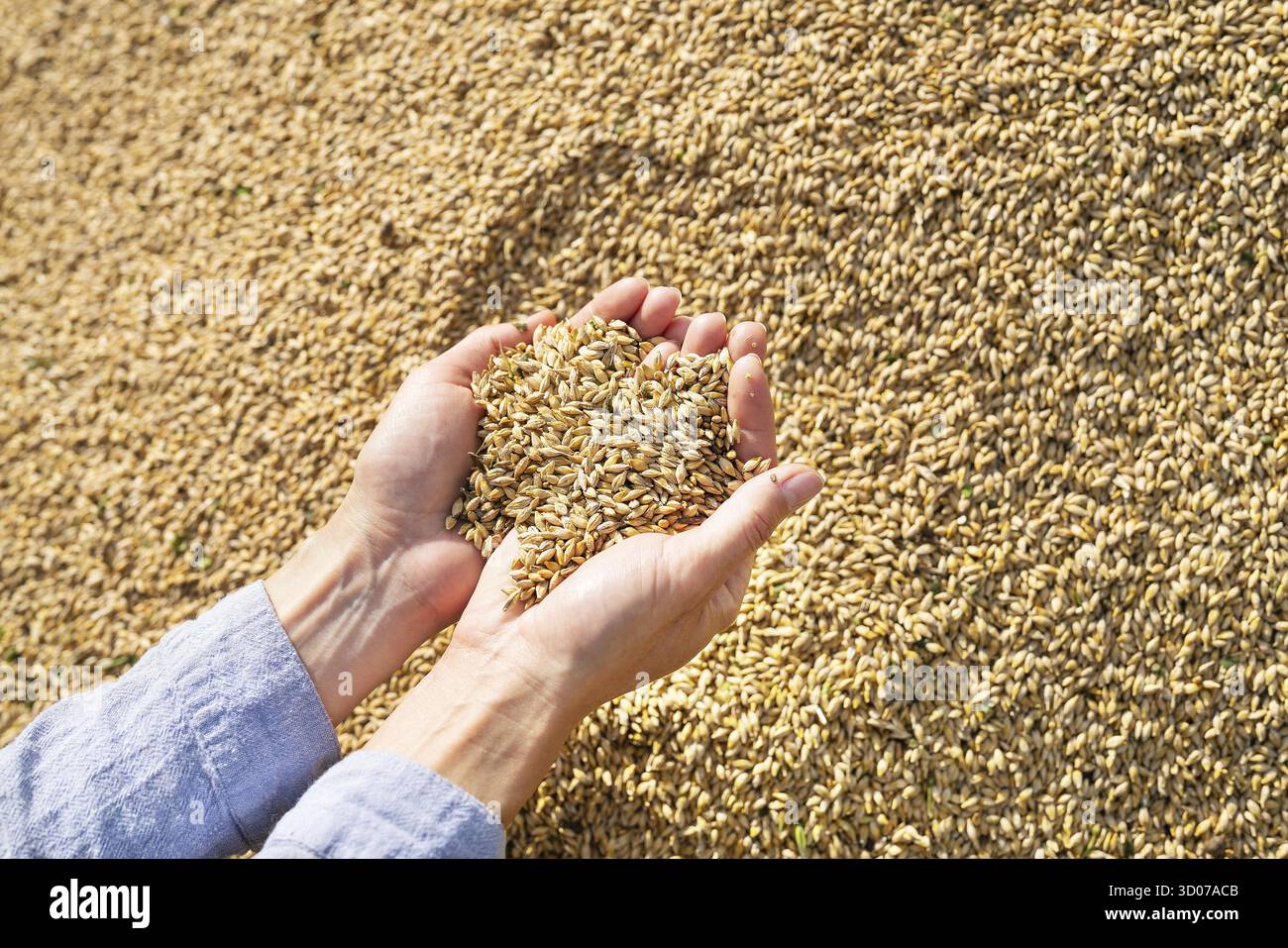 Plant inspection ecology woman hi-res stock photography and images - Alamy