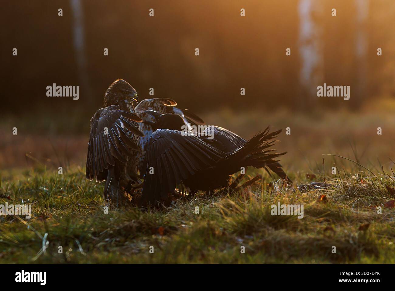 female common buzzard (Buteo buteo) and male common raven (Corvus corax ...