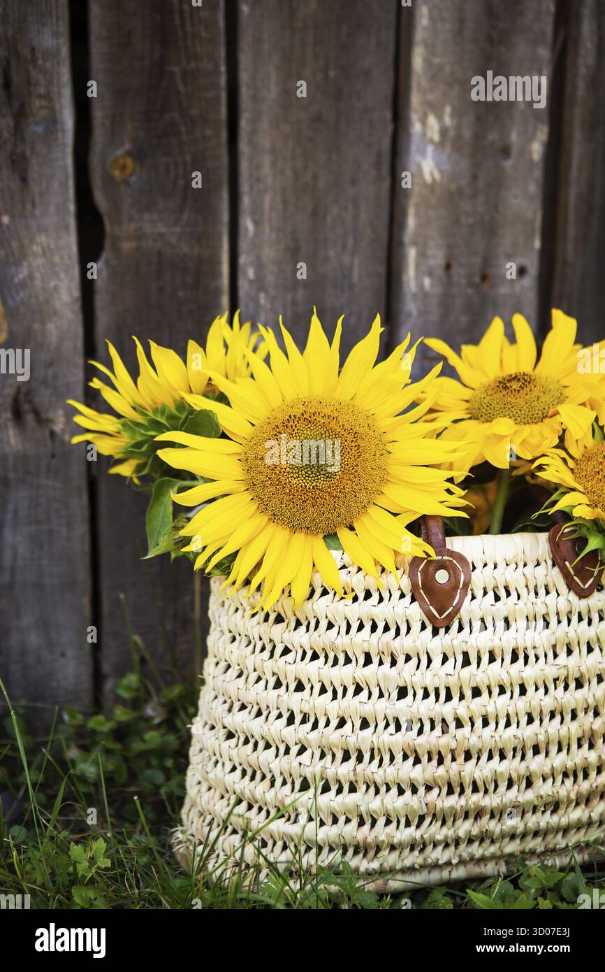 A bouquet of large sunflowers in a straw bag is standing near a wooden ...