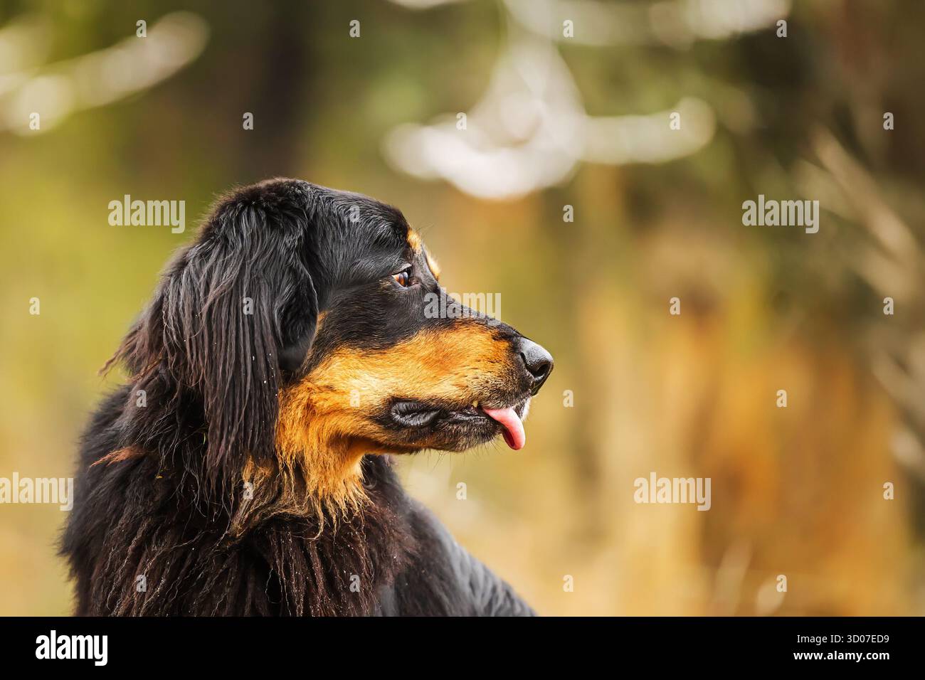 male black and gold Hovie dog sticks out his tongue Stock Photo - Alamy