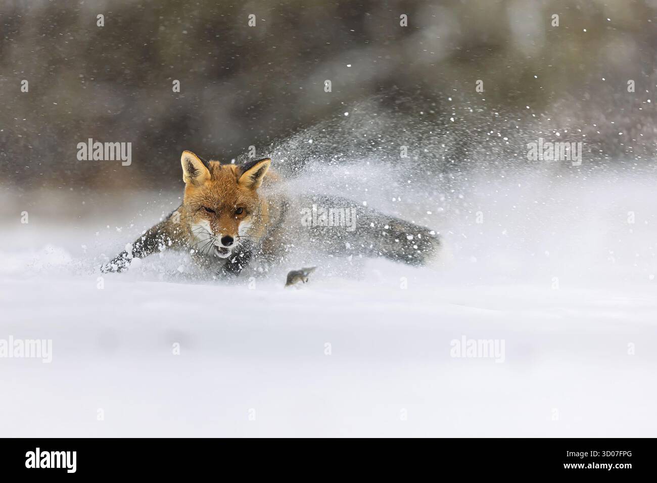 red fox (Vulpes vulpes) hunting mice in the snow during snowfall Stock ...