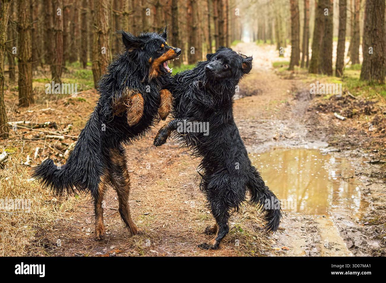male black and gold Hovie dog two dogs fighting together in the forest ...
