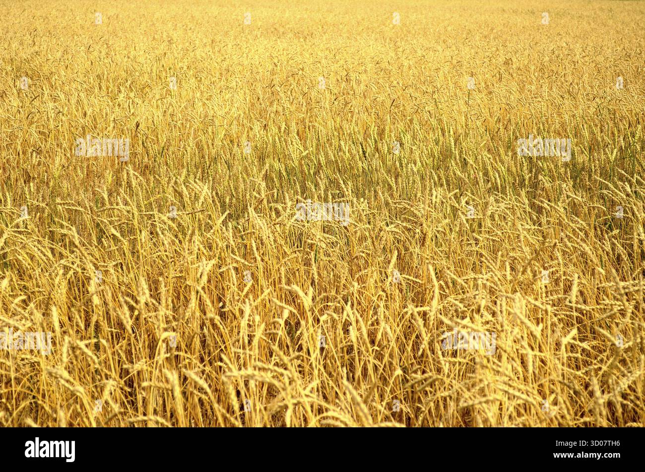 Wide wheat field hi-res stock photography and images - Alamy