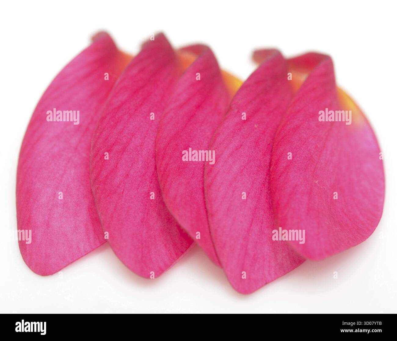 Red asia light Cut Out Stock Images & Pictures - Alamy