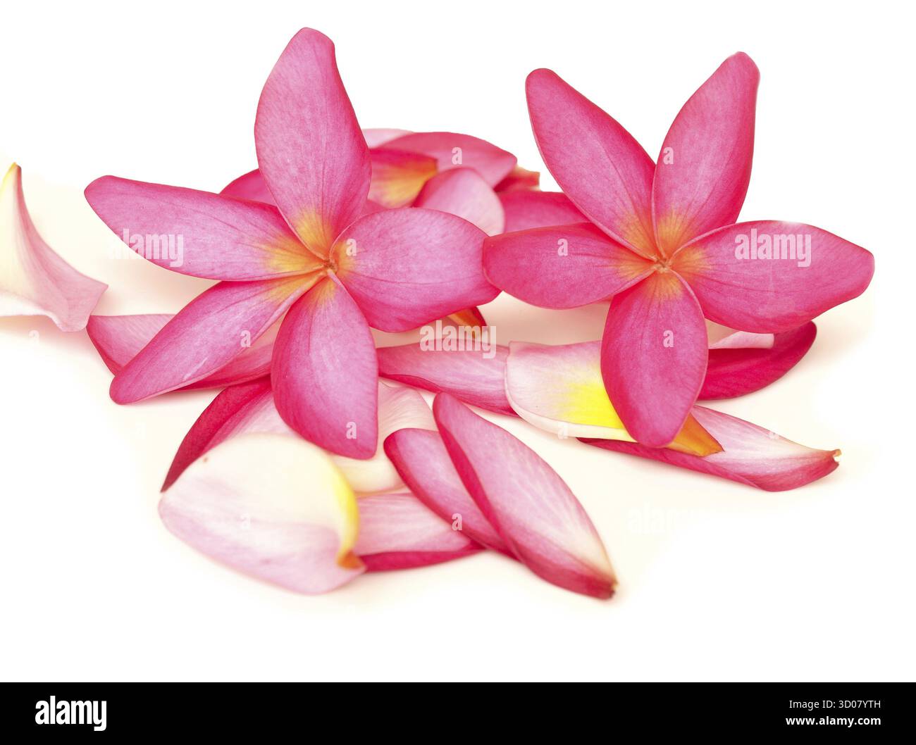 Frangipani plumeria tree flowers Cut Out Stock Images & Pictures - Alamy