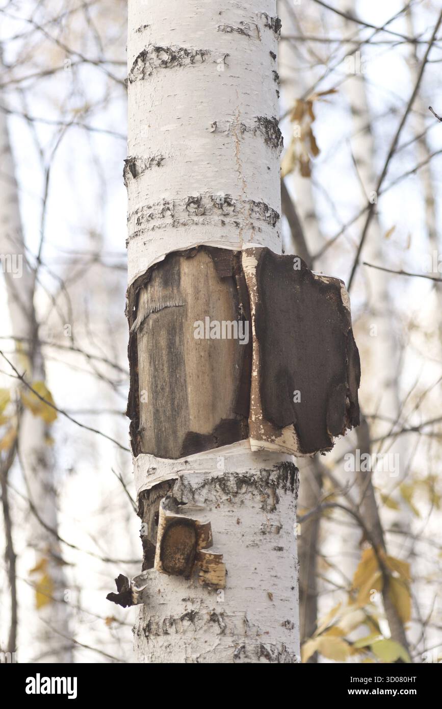 Birch tree with damaged bark Stock Photo - Alamy
