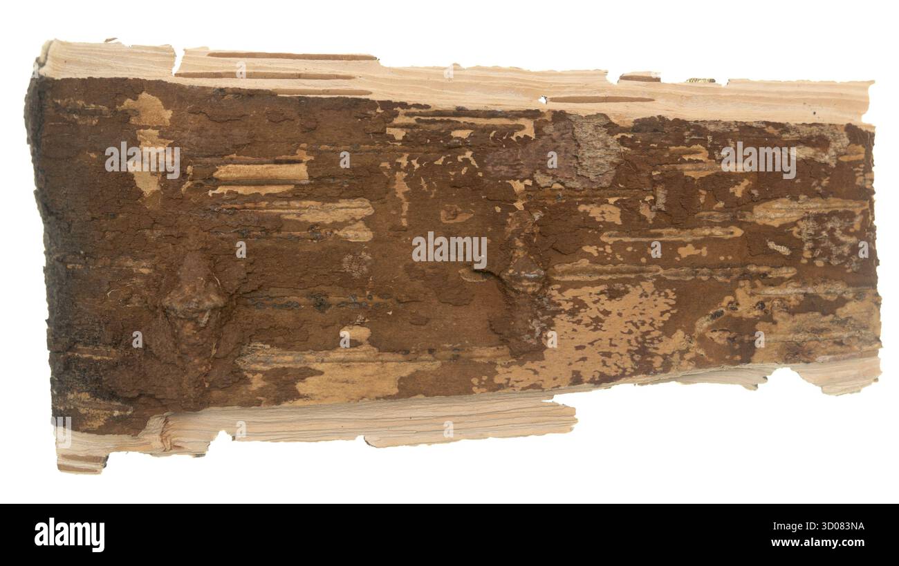 Birch bark isolated on white background Stock Photo - Alamy