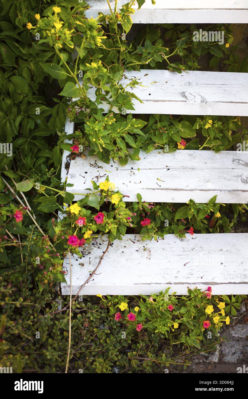 Old staircase surrounded by greenery hi-res stock photography and ...