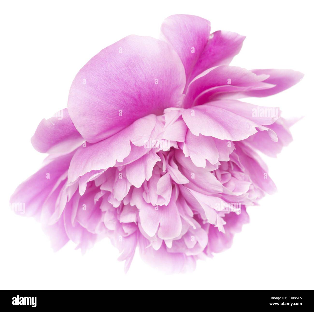 Peony isolated on white background Stock Photo - Alamy